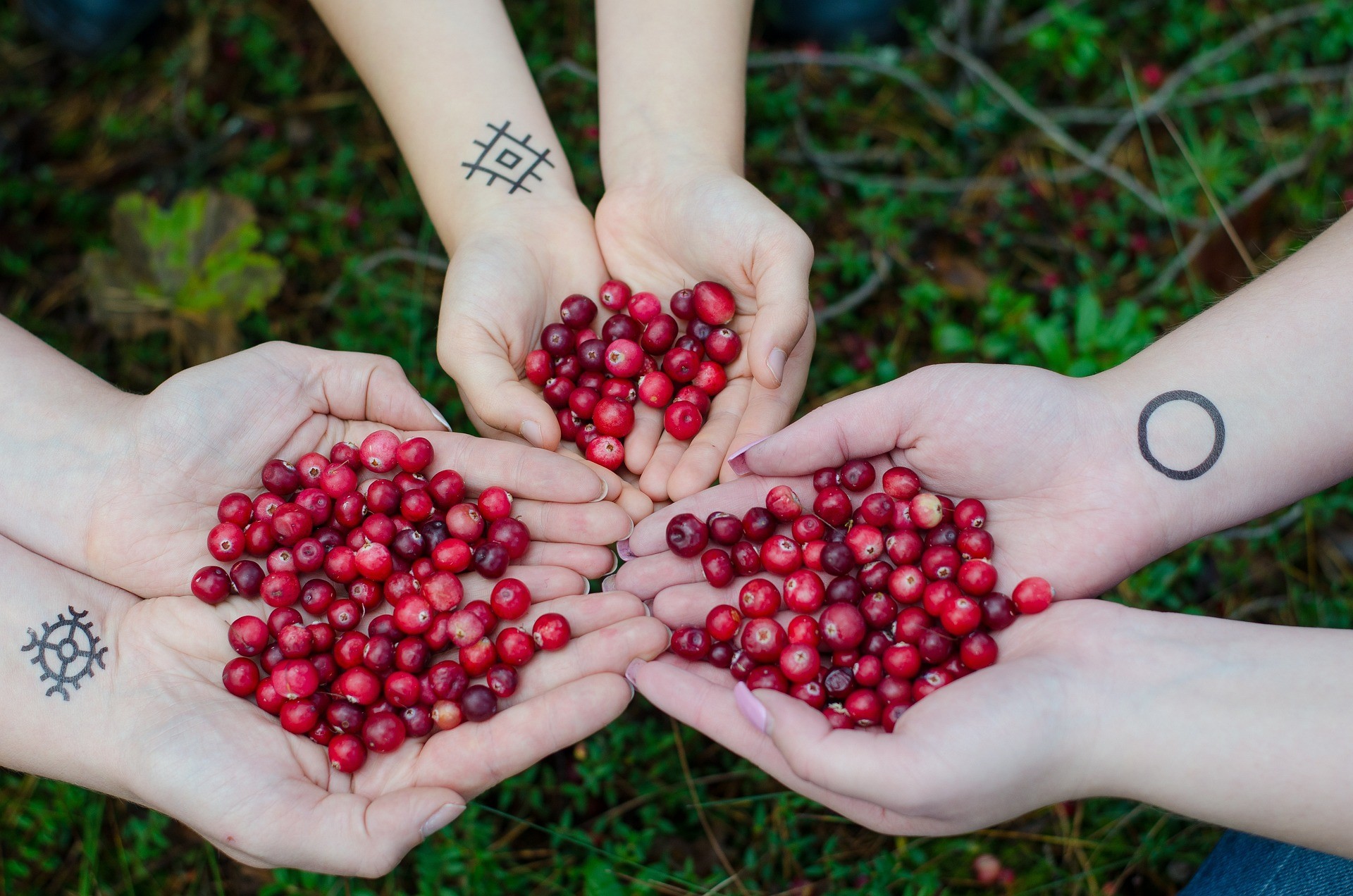 Was sind eigentlich Cranberries? | Ratundwissen.de